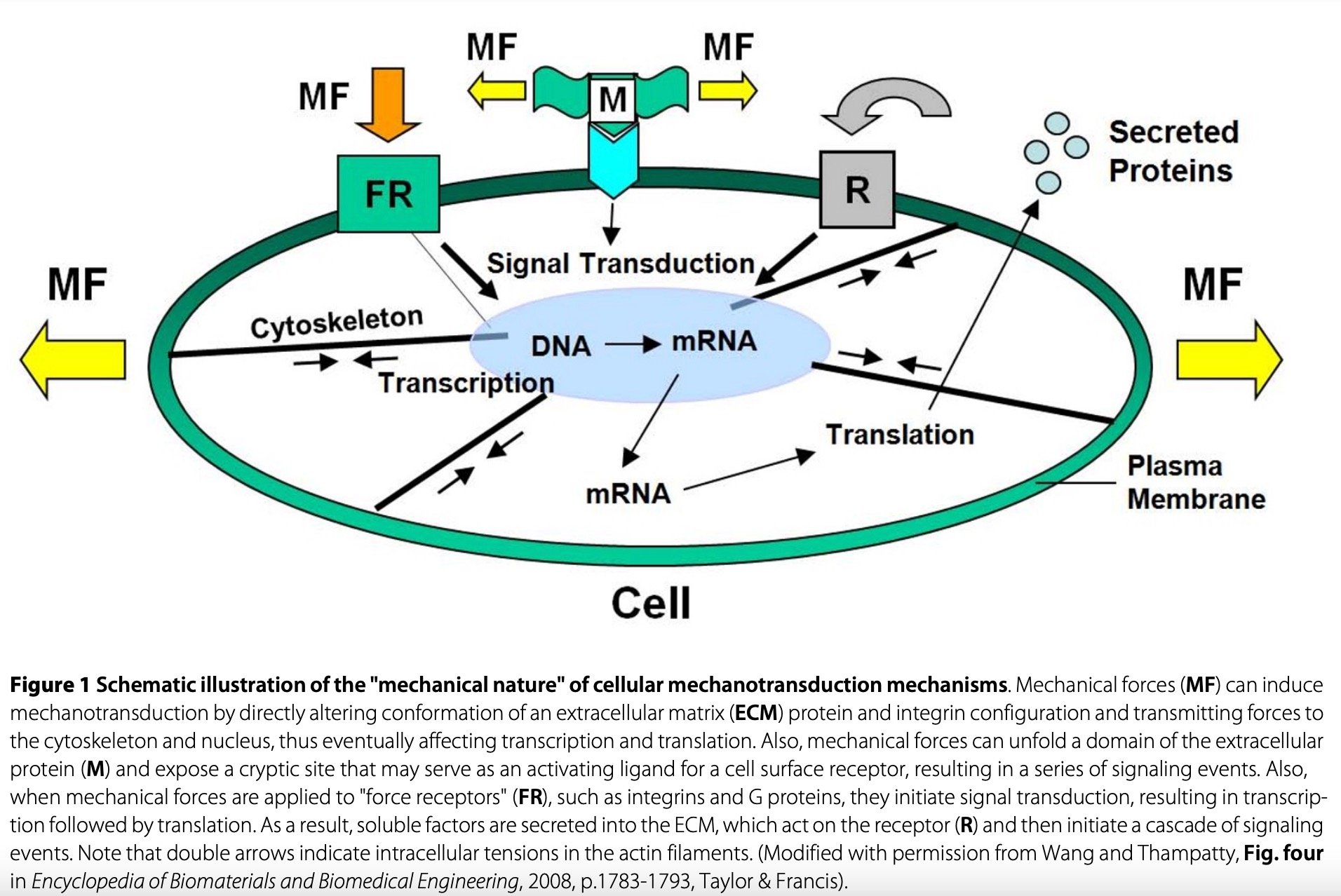 Mechanotransduction Simplified